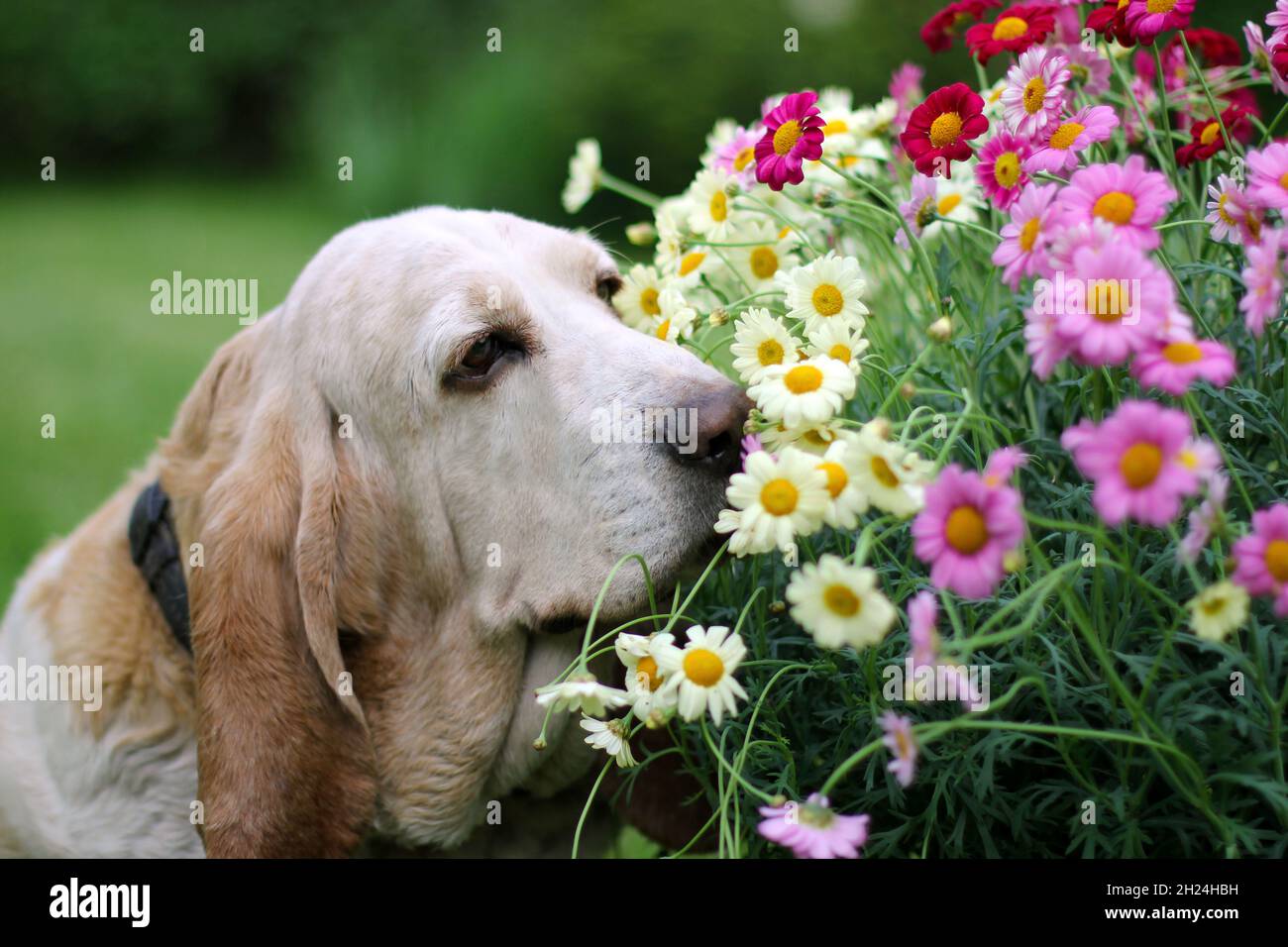 Dog smelling flowers Stock Photo - Alamy
