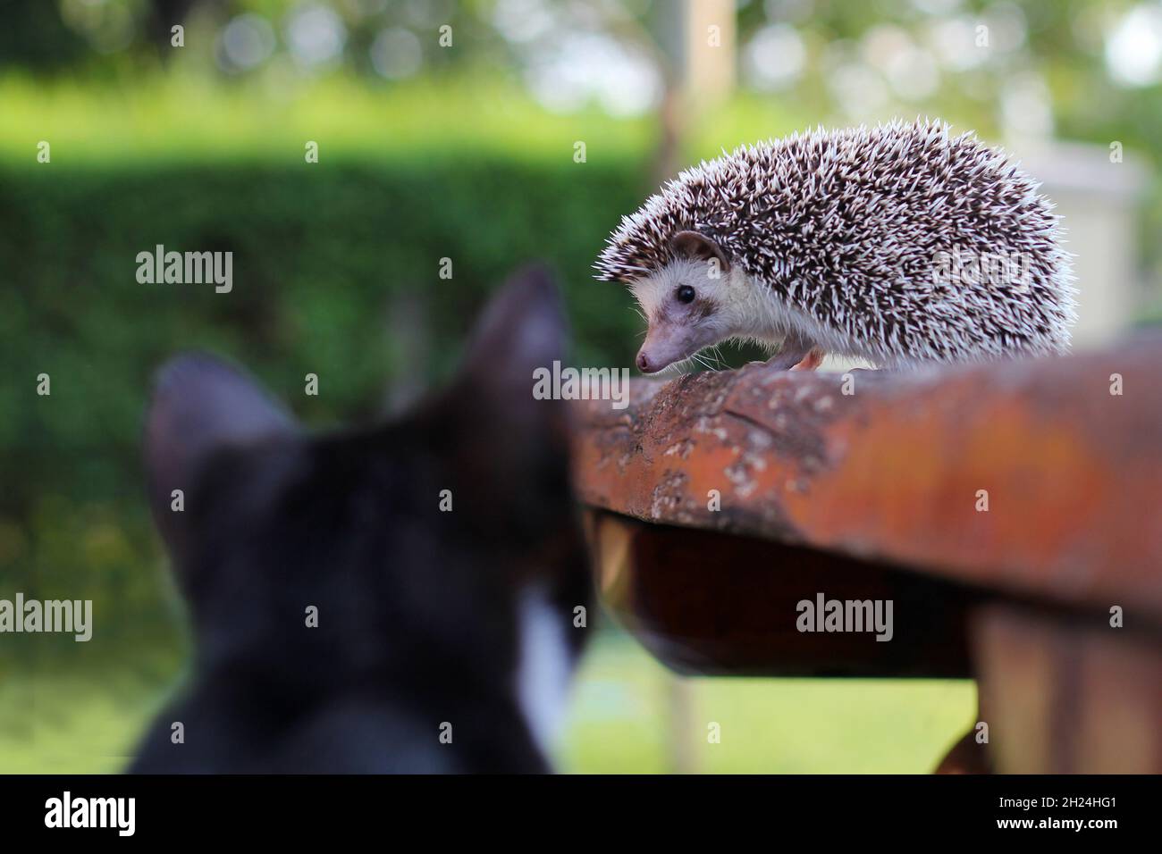 Cat and hedgeho Stock Photo - Alamy