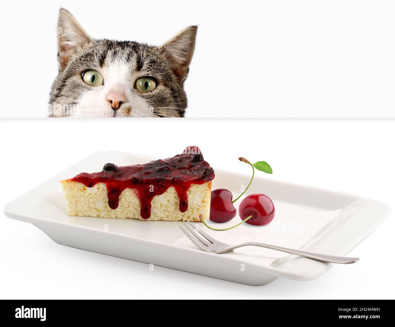 Cherry cheesecake and cat Stock Photo - Alamy
