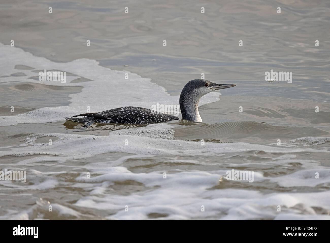 Red Throated Diver in winter plumage close to shore at Minsmere RSPB ...