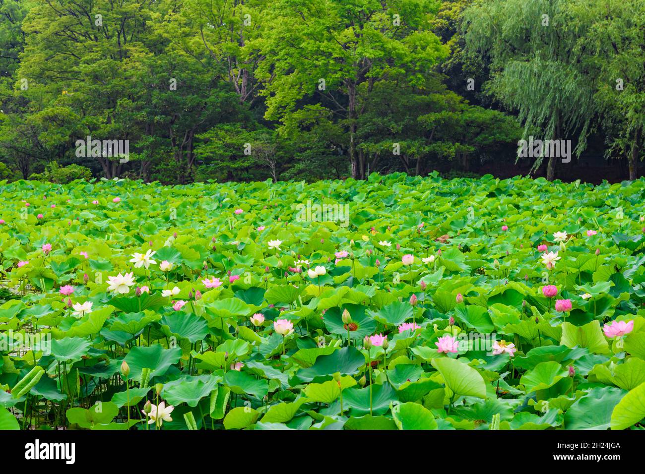 Many lotus flower in blooming in pond at World Expo Park, Osaka, Japan ...