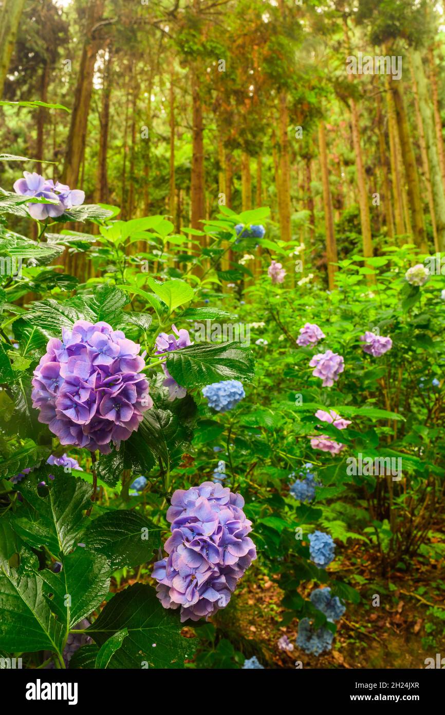 Hydrangea japan forest hi-res stock photography and images - Alamy