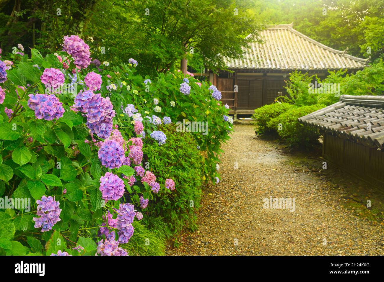 Various colourful hydrangea flowers with Yatadera Temple building in ...