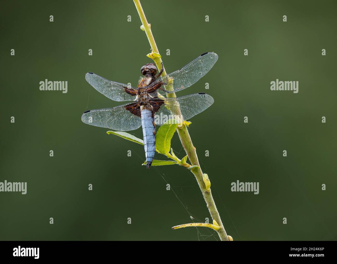 Summer Dragonfly in Dorset Stock Photo - Alamy