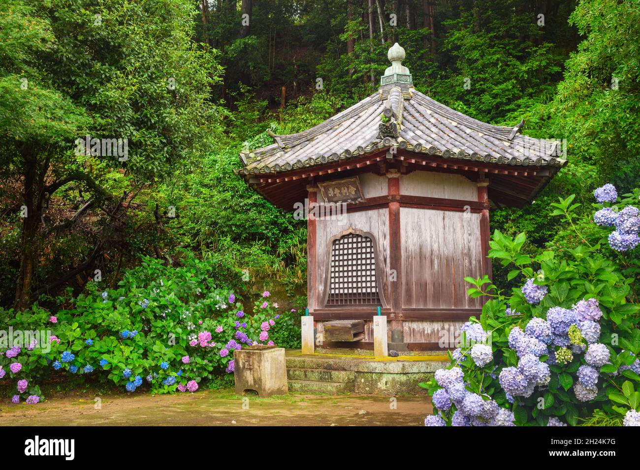 Purple hydrangea flowers at Yatadera Temple, Nara, a popular spot for ...