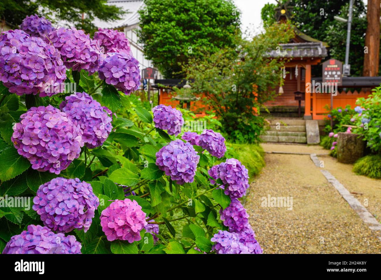 Nara, Japan - 30 June 2019: Blooming pink hydrangea flowers in Yatadera ...