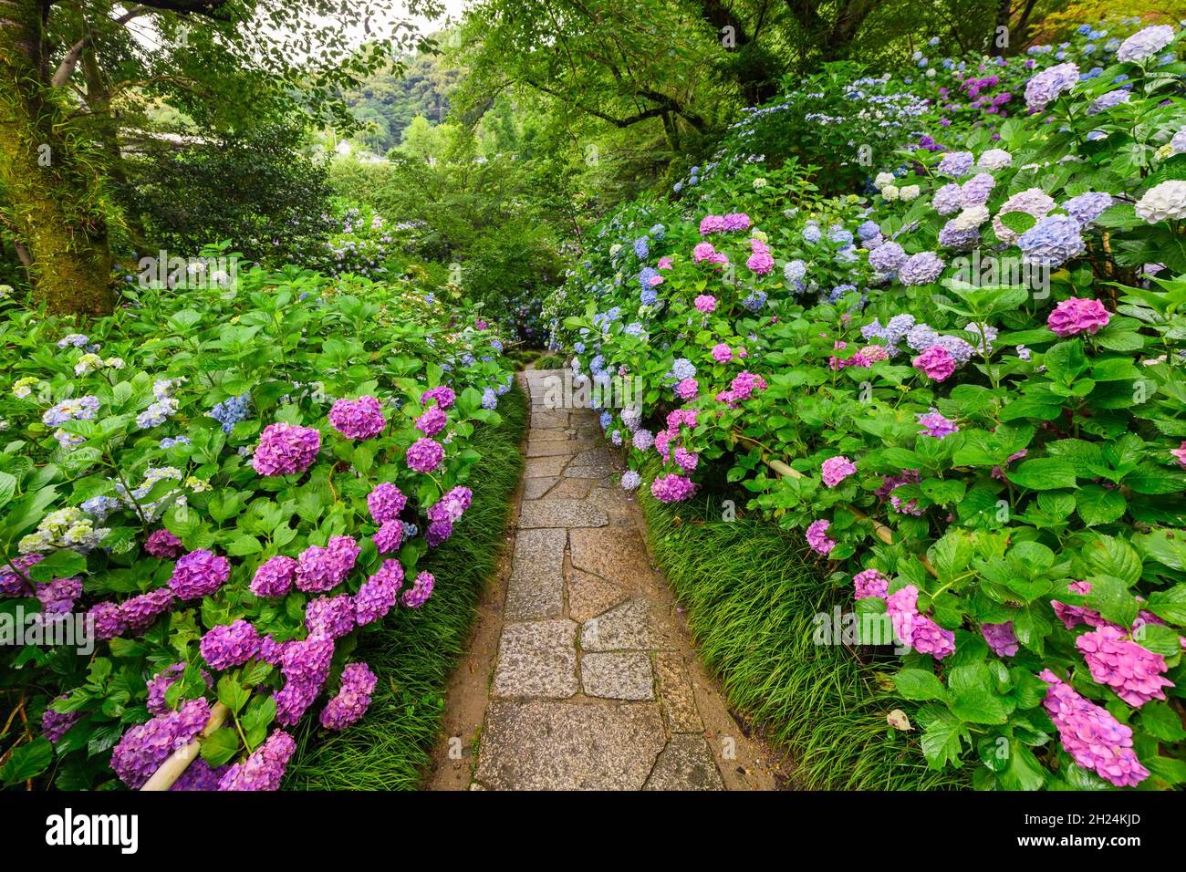 Bushes of blooming hydrangea flowers adorn pathway at Yatadera Temple, Nara Stock Photo - Alamy