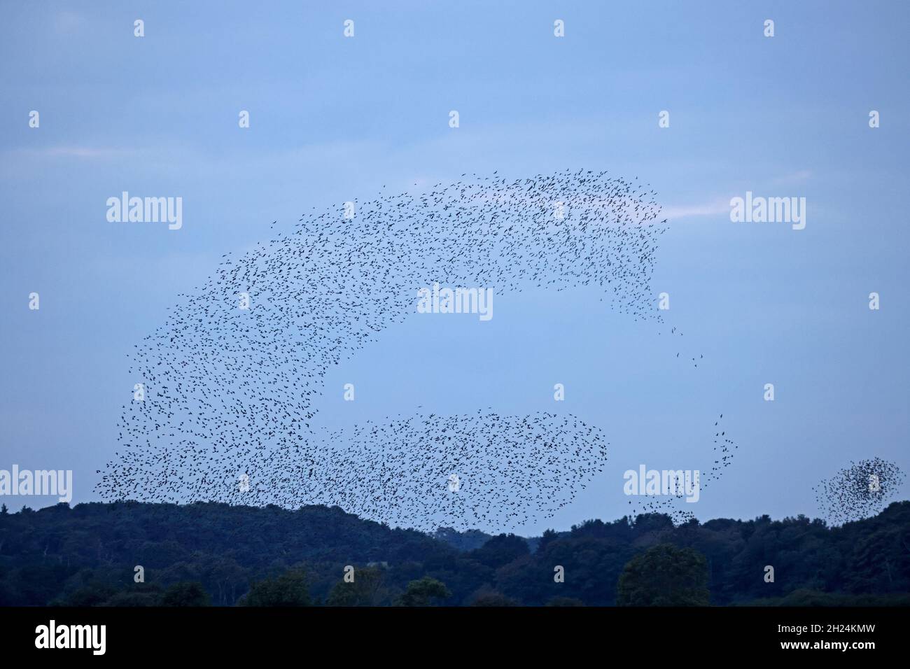 Starling Roost Minsmere RSPB Reserve Suffolk Stock Photo - Alamy
