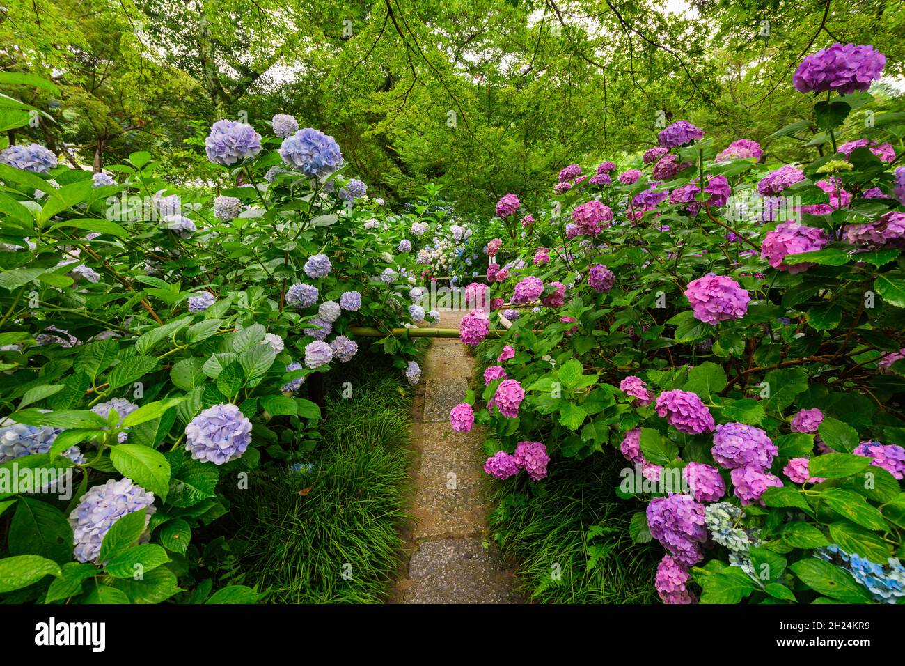 Bushes of blooming hydrangea flowers adorn pathway at Yatadera Temple ...