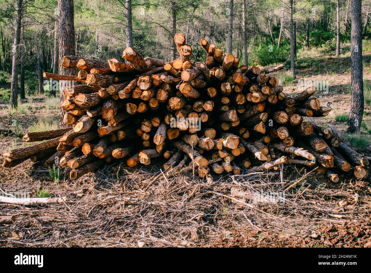 Stack of wood logs in a forest Stock Photo - Alamy