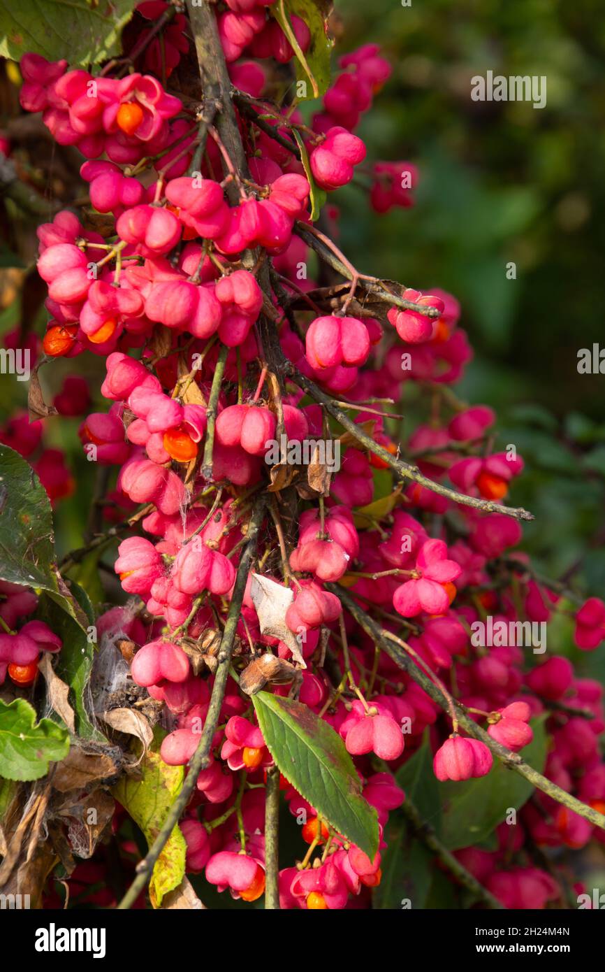Bright unique pink flowers with fruits of a spindle bush, also called ...