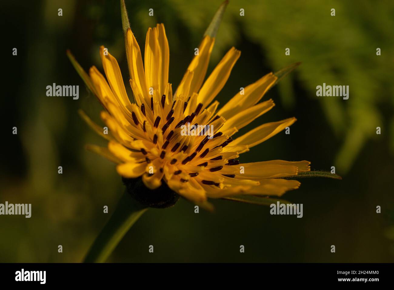 Blossom of a wild goat's beard flower Stock Photo - Alamy