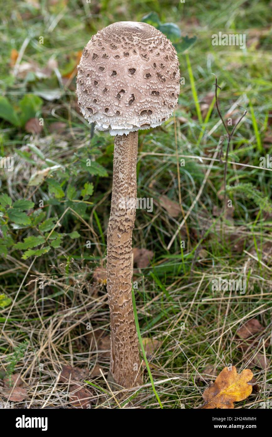 Common giant parasol hi-res stock photography and images - Alamy