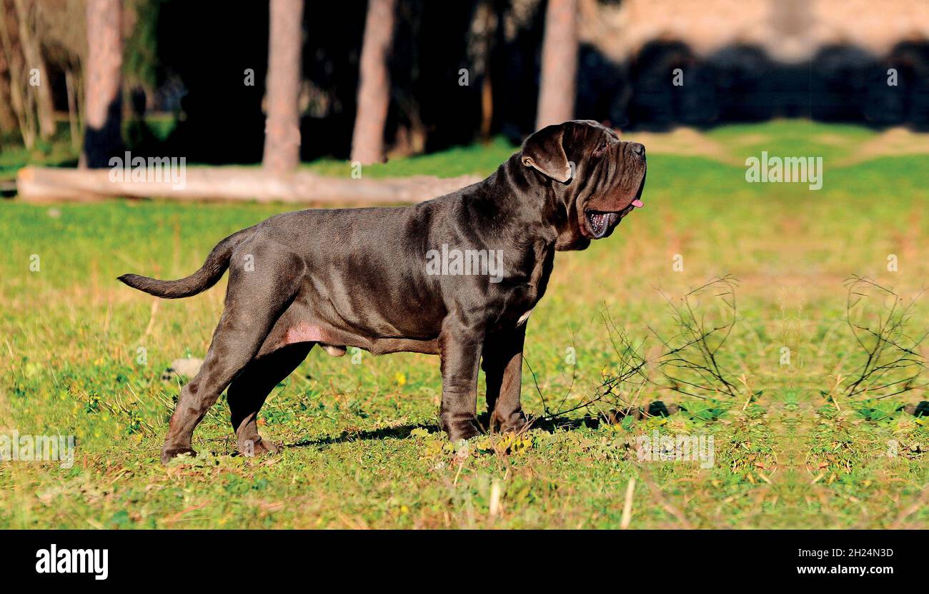 Neapolitan breed hi-res stock photography and images - Alamy