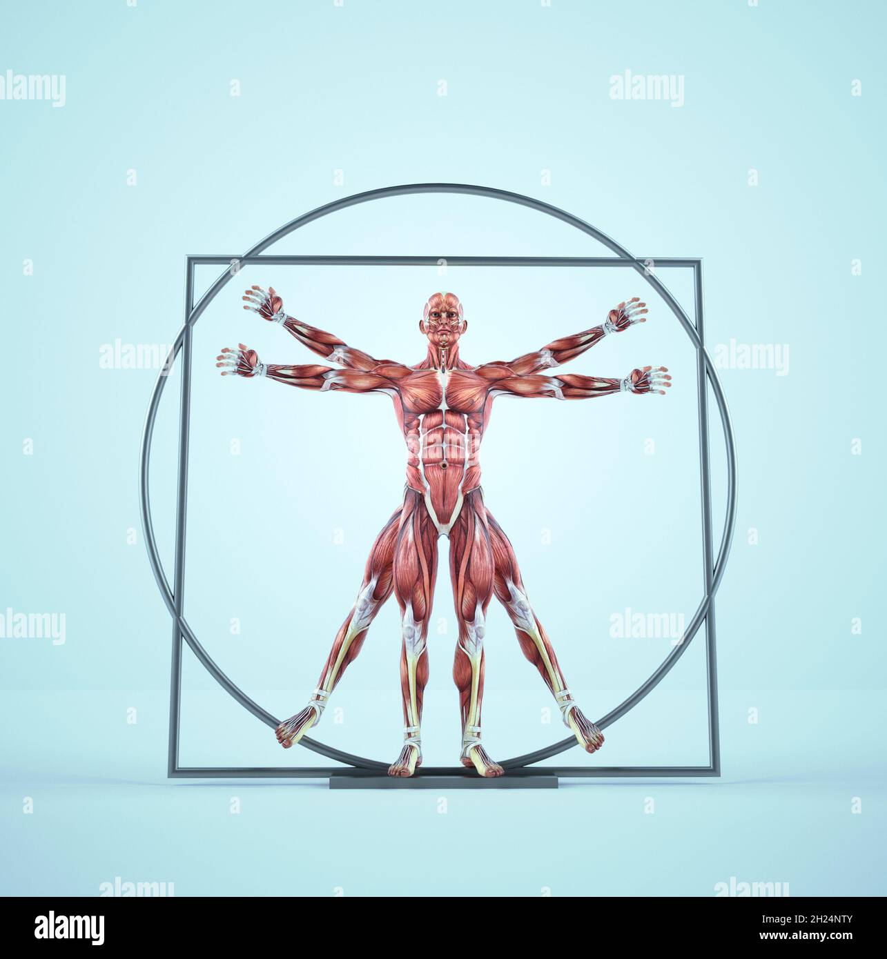 Vitruvian man medical hi-res stock photography and images - Alamy