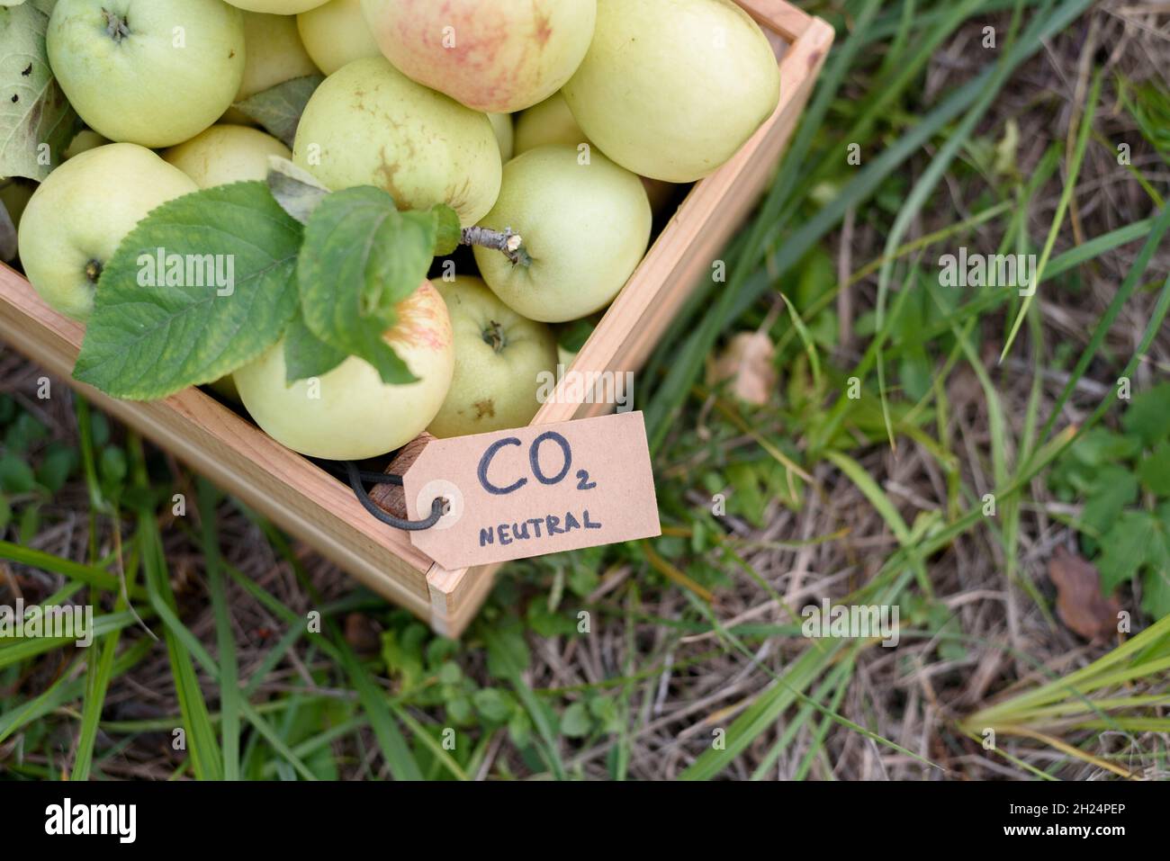 Local organic apples in wooden box with carbon emission label made from ...