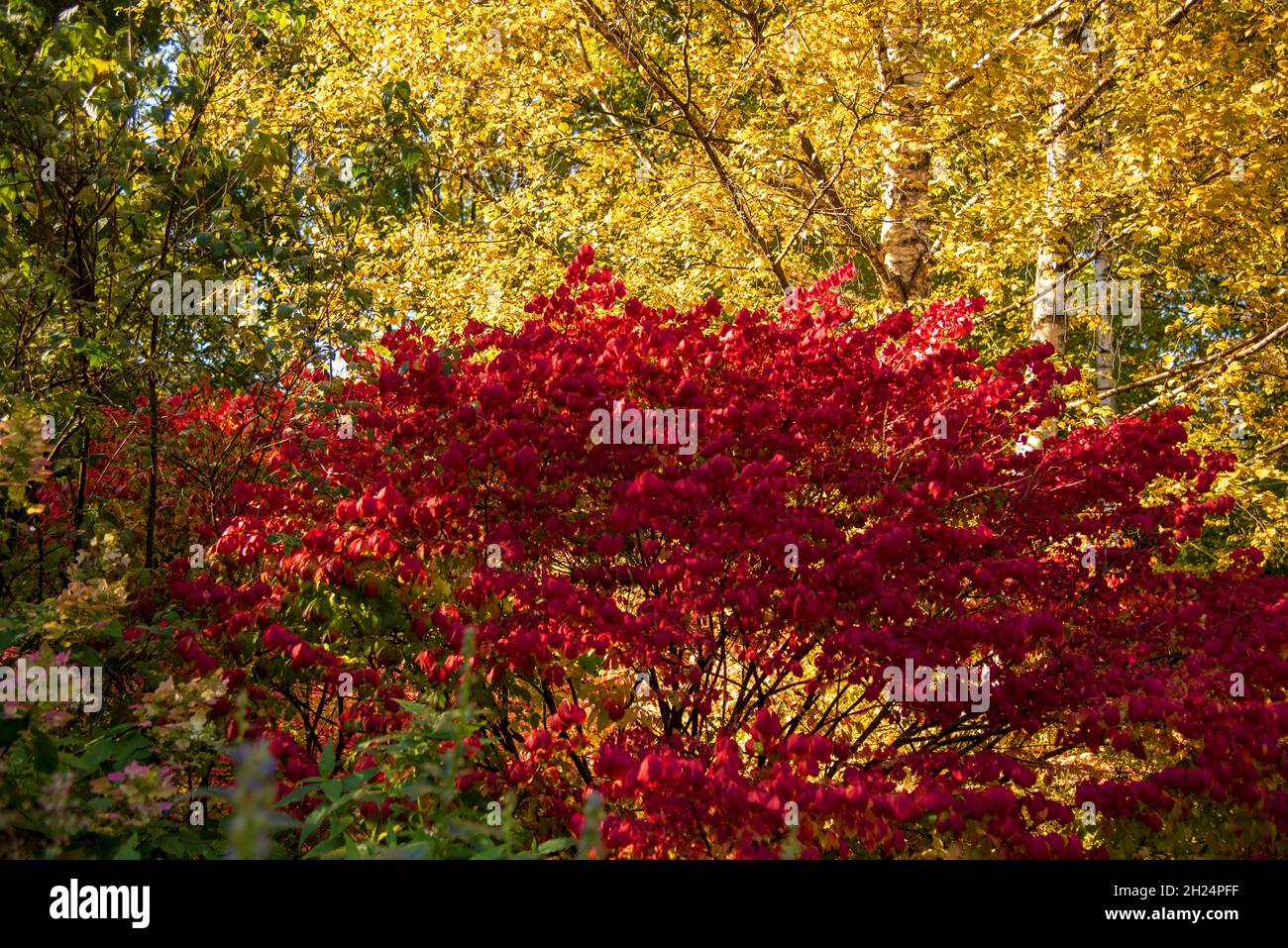 A bright bush with red leaves on a background of yellowed trees. Autumn ...