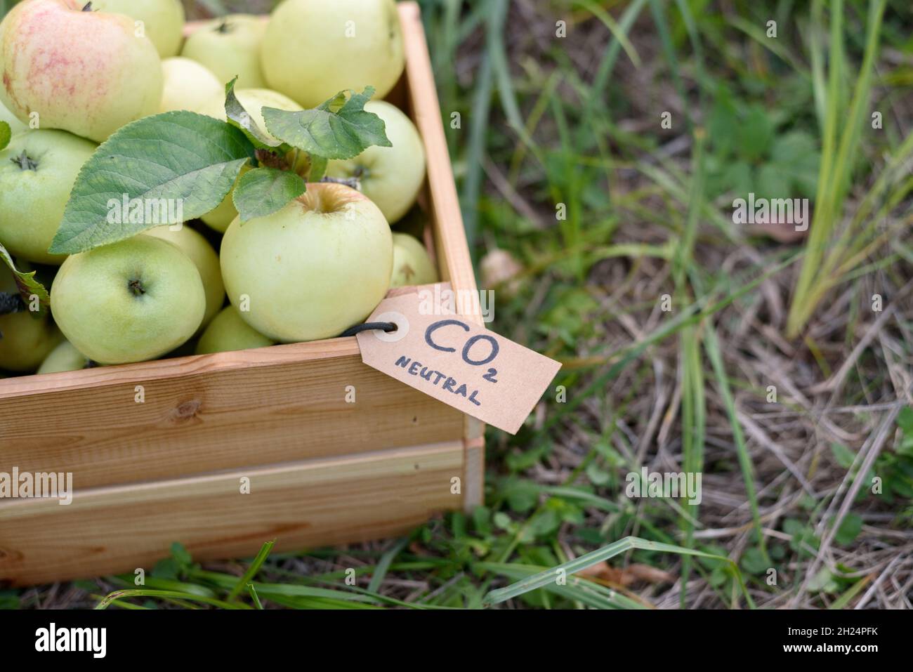 Local organic apples in wooden box with carbon emission label made from ...