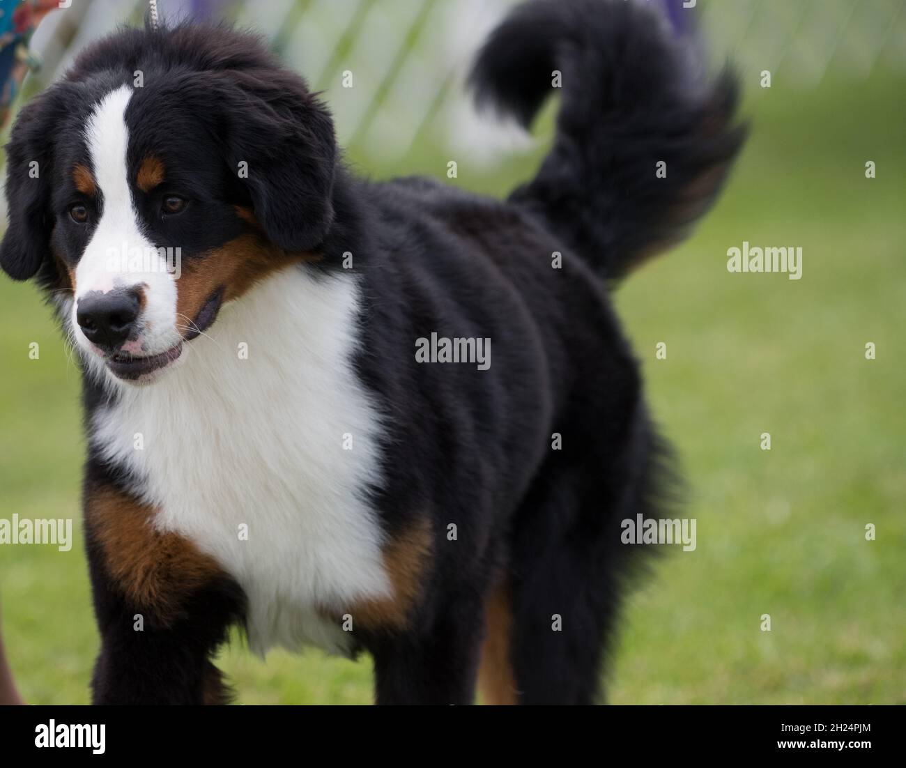 Tri color dog hi-res stock photography and images - Alamy