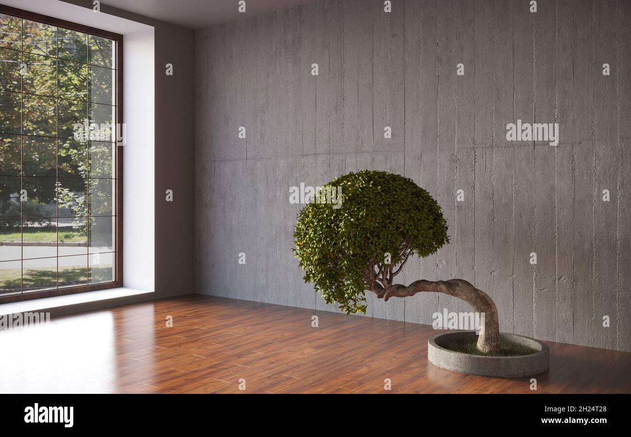 Empty room; plaster wall with bonsai tree in pot; template design; 3d ...