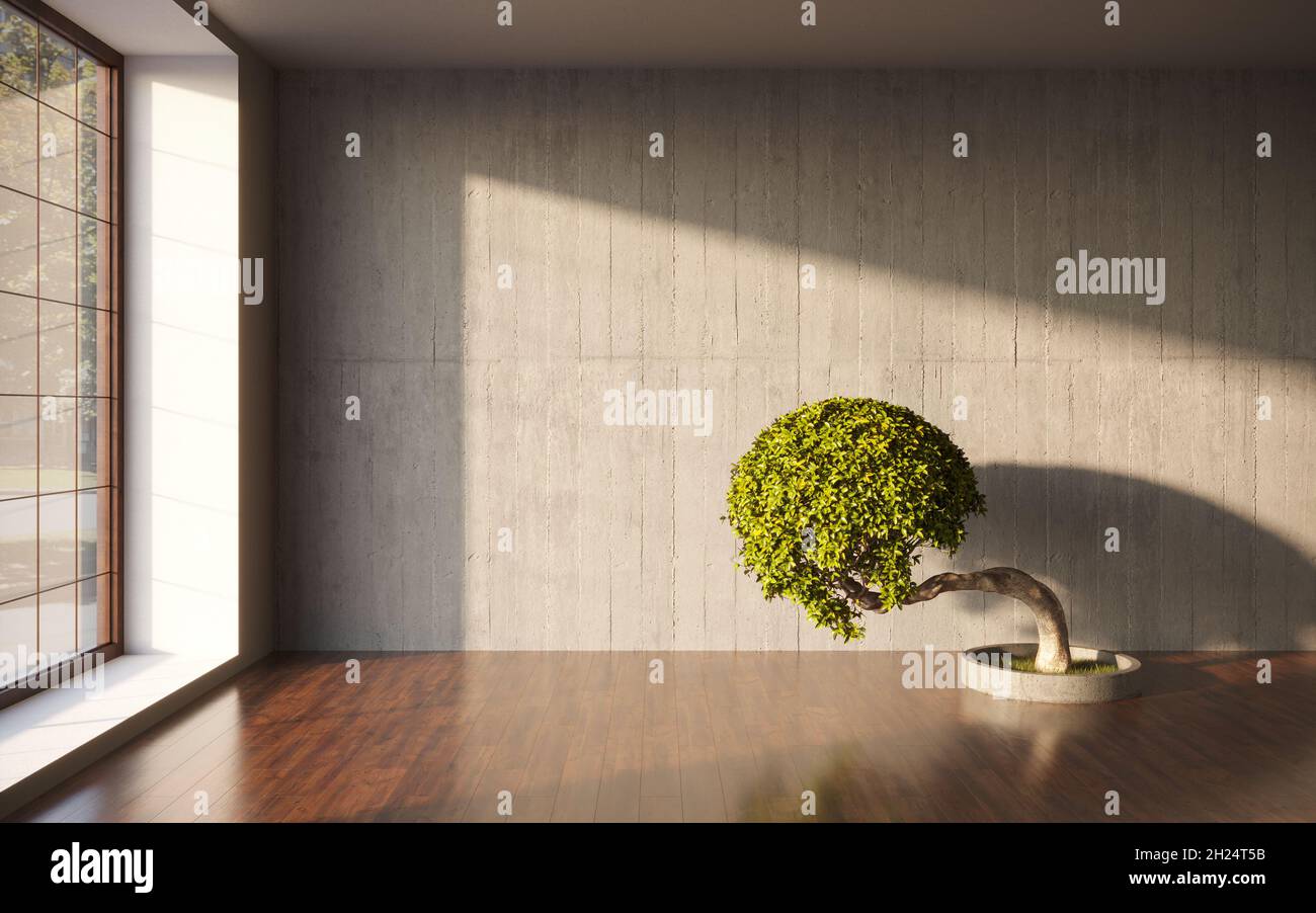 Empty room; plaster wall with bonsai tree in pot; template design; 3d ...