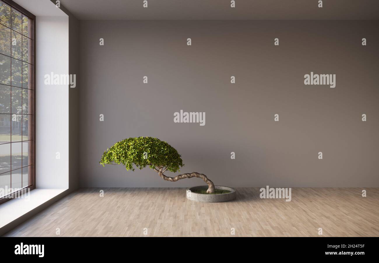 Empty room; plaster wall with bonsai tree in pot; template design; 3d ...