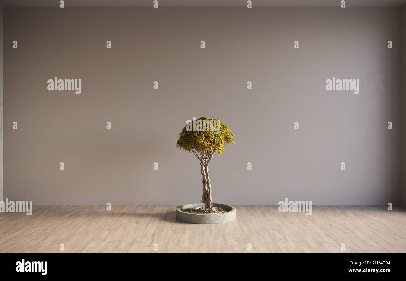 Empty room; plaster wall with bonsai tree in pot; template design; 3d ...