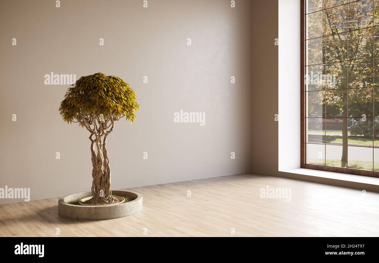 Empty room; plaster wall with bonsai tree in pot; template design; 3d ...