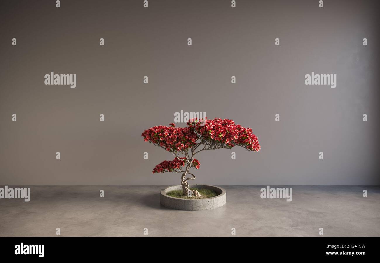 Empty room; plaster wall with bonsai tree in pot; template design; 3d ...