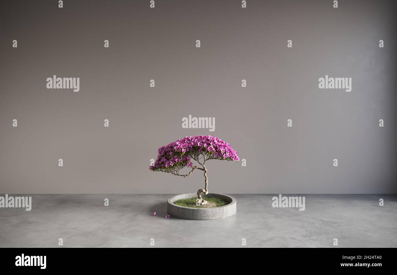 Empty room; plaster wall with bonsai tree in pot; template design; 3d ...