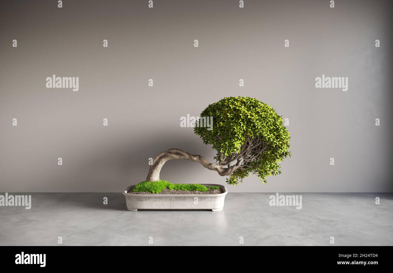 Empty room; plaster wall with bonsai tree in pot; template design; 3d ...