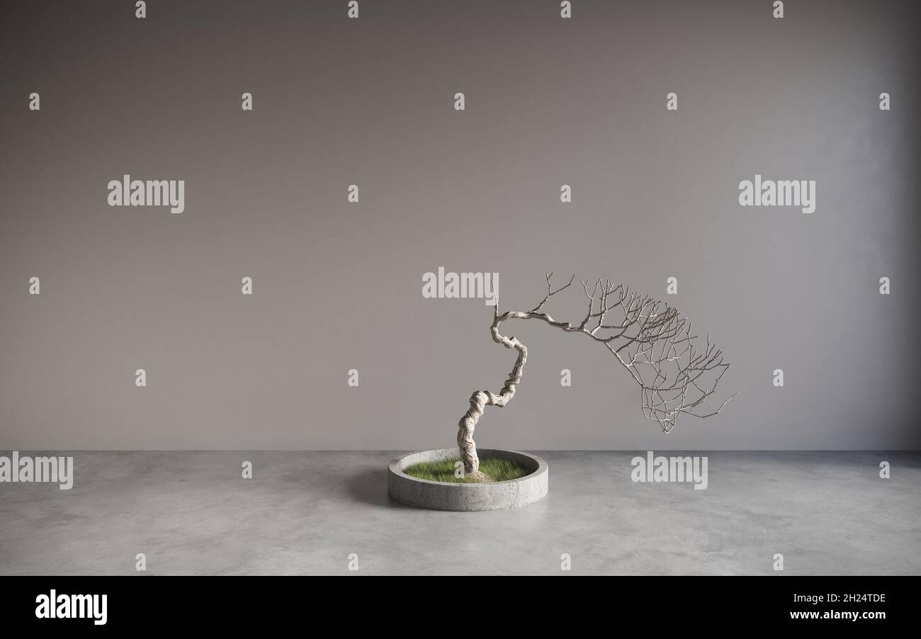 Empty room; plaster wall with bonsai tree in pot; template design; 3d ...