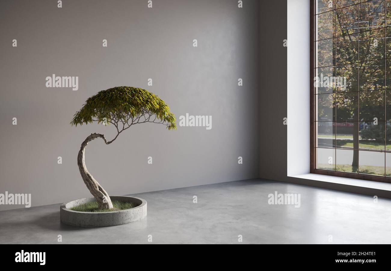 Empty room; plaster wall with bonsai tree in pot; template design; 3d ...