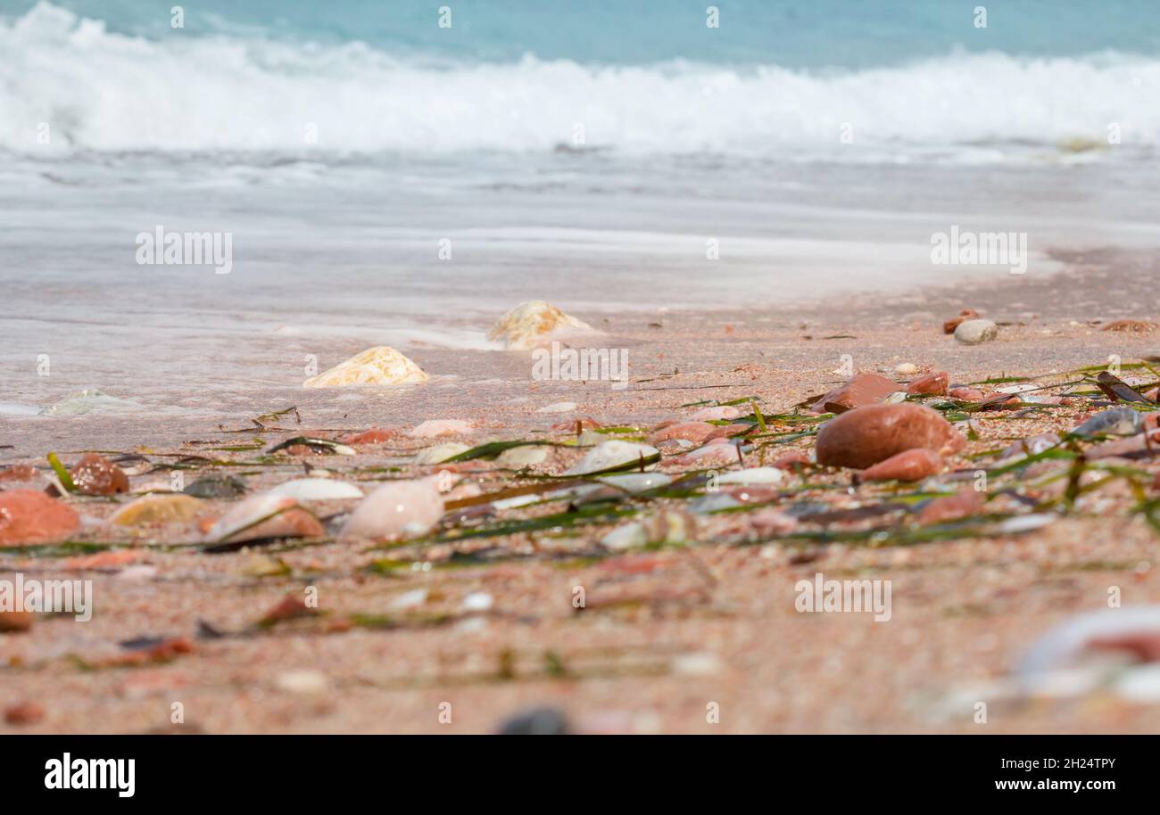 Colored pebbles, shells and seaweed on the sea beach. Natural ...