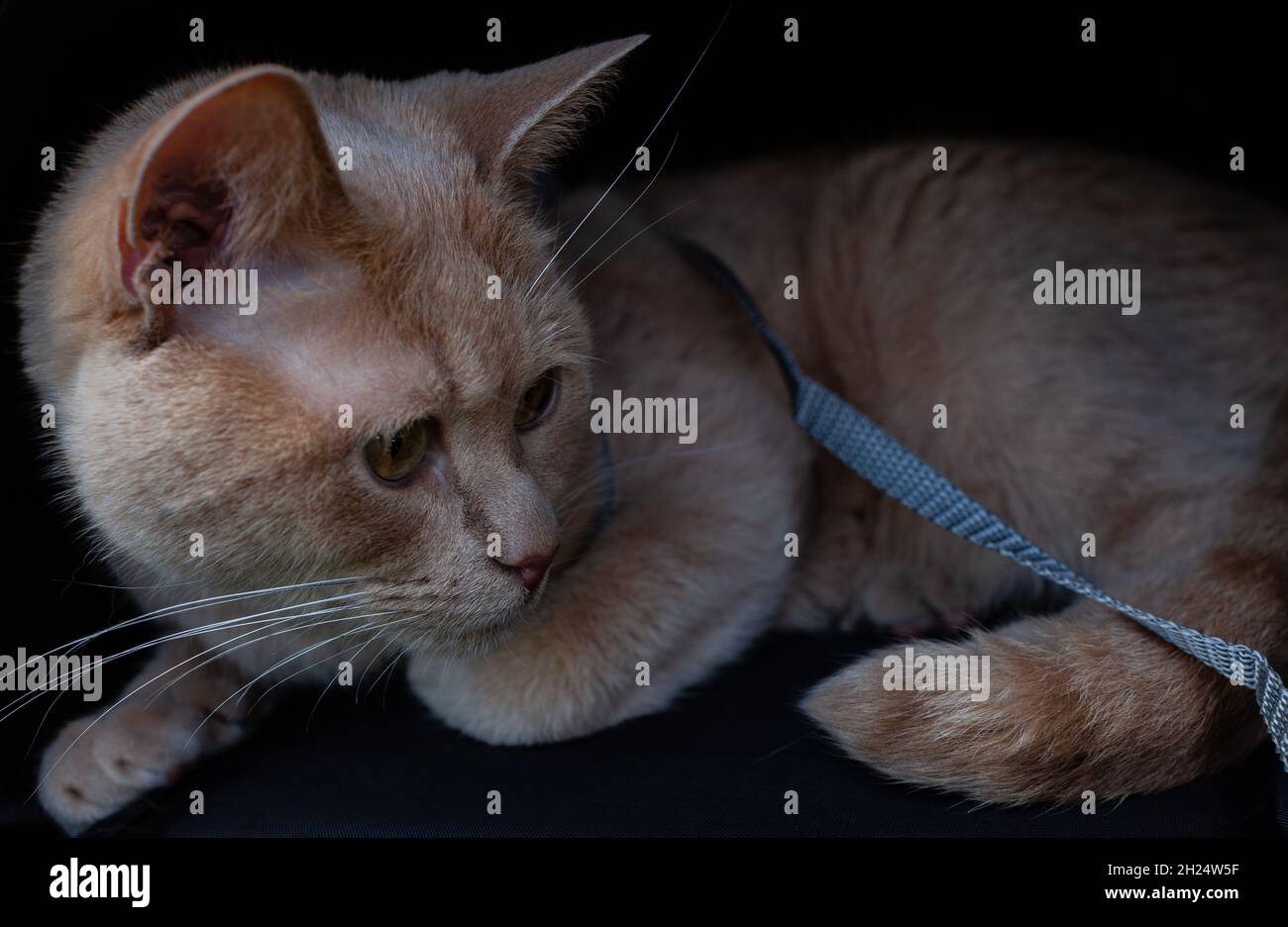 beige ginger cat on a black background with a harness around his neck ...