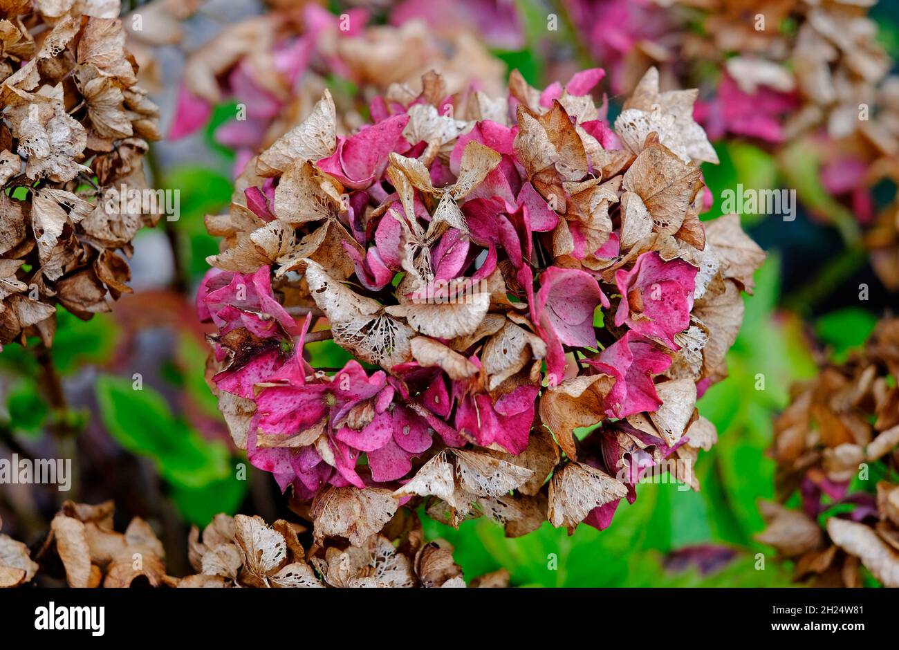 autumnal hydrangea flower in english garden, norfolk, england Stock ...