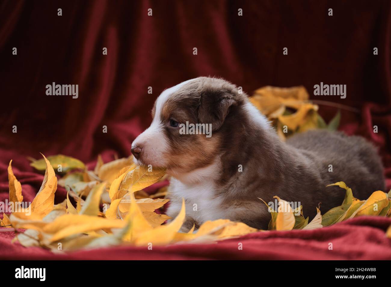 Aussie red tricolor puppy lies on bright red blanket among yellow ...