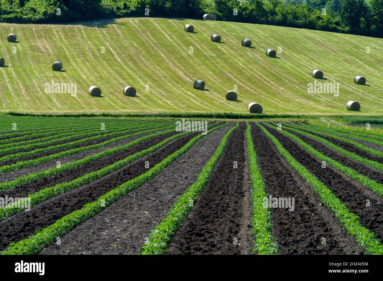 Landscape near the medieval castle of Torrechiara, Parma province ...