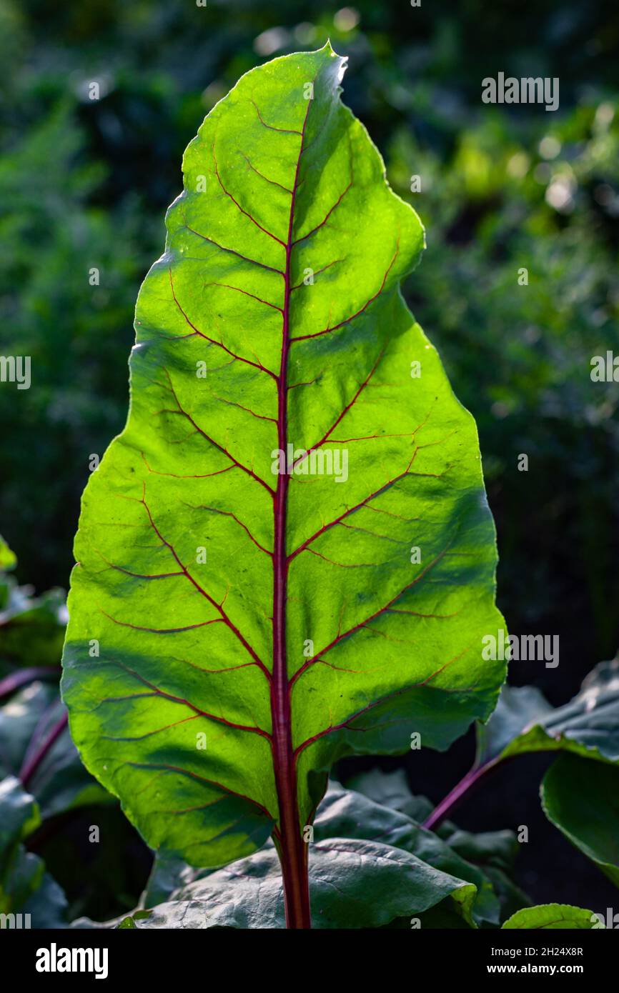 beet leaf shot in the light of the sun. High quality photo Stock Photo ...