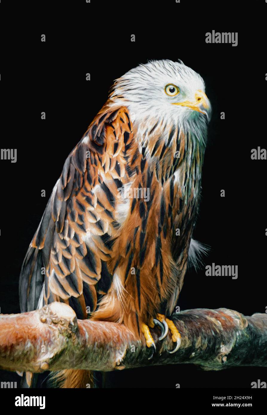Red kite feather up close hi-res stock photography and images - Alamy