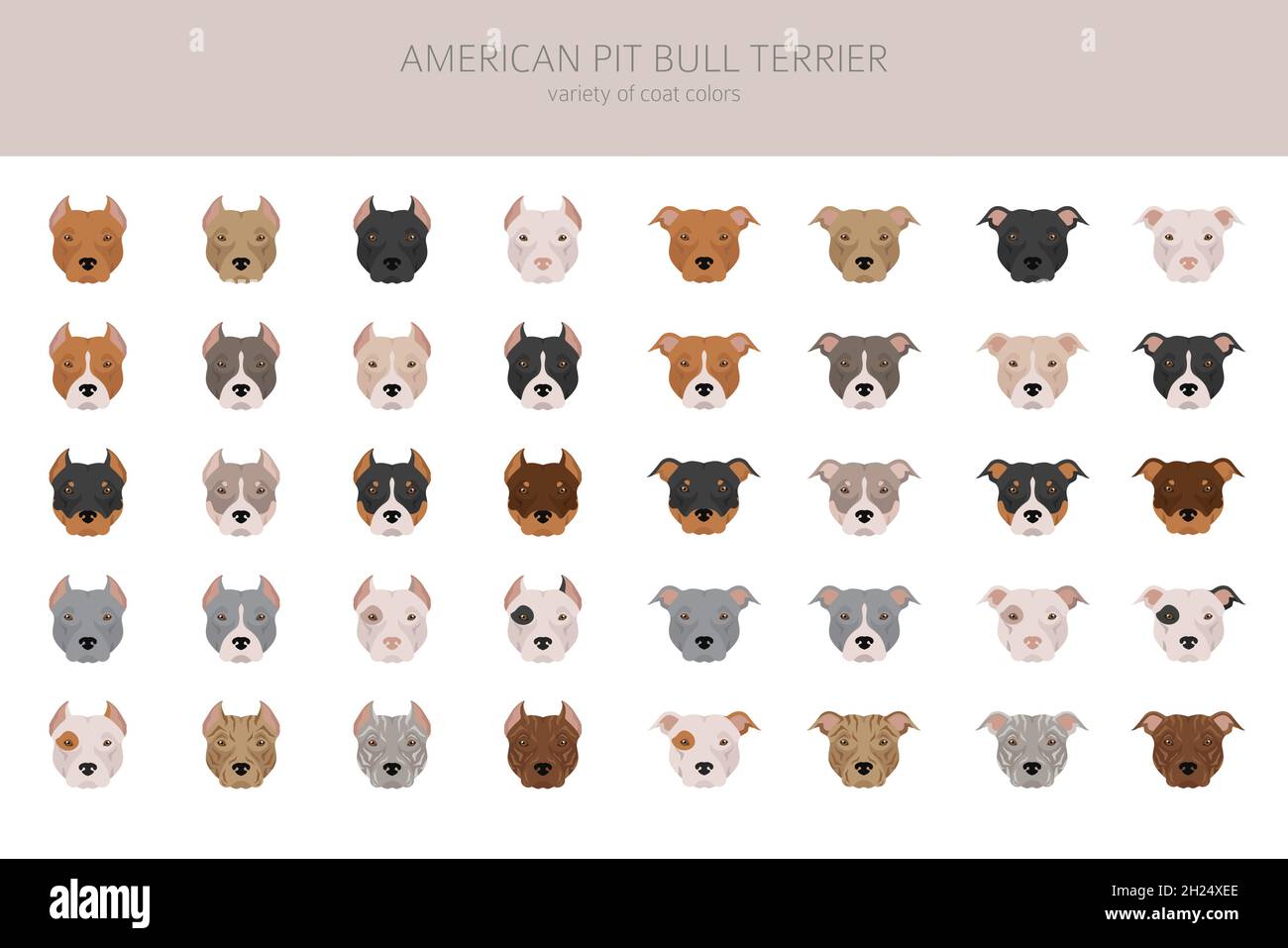 American pit bull terrier dogs clipart. Color varieties, infographic ...