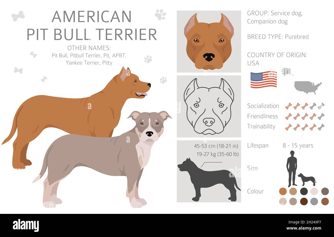 Pitbull Dog Breed Origin