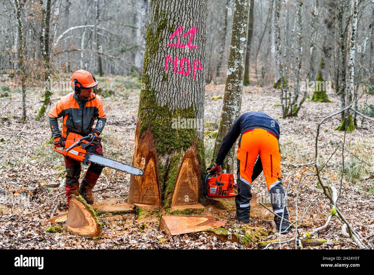 French oak tree hi-res stock photography and images - Alamy