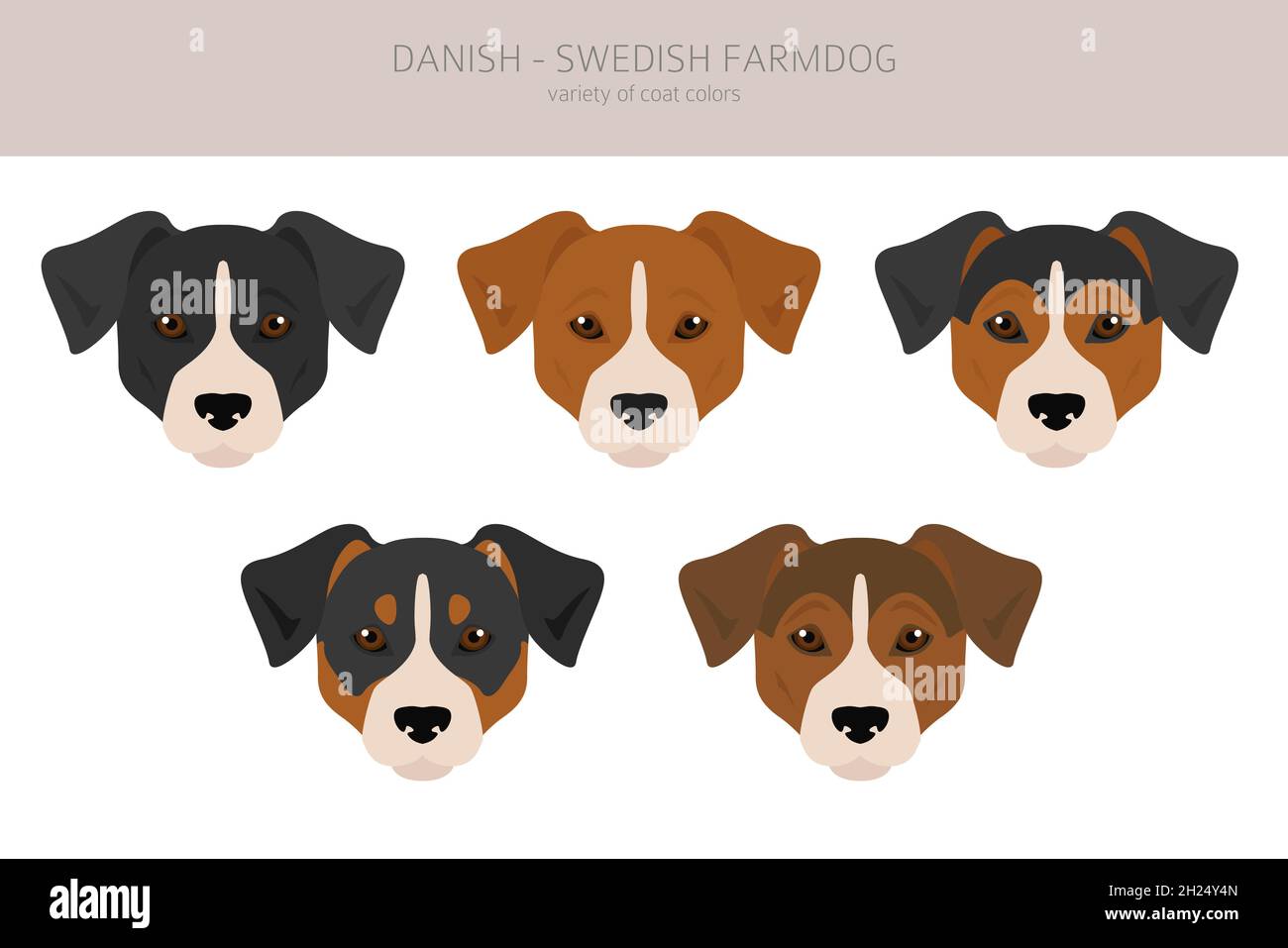 Danish swedish farmdog clipart. Different poses, coat colors set ...