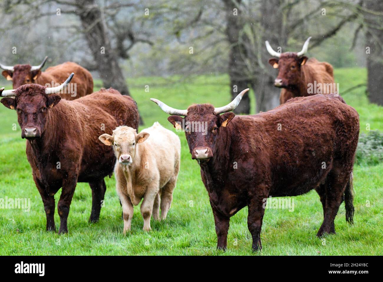 Salers cows in the rain in the Pays Caux area in Normandy Stock Photo ...