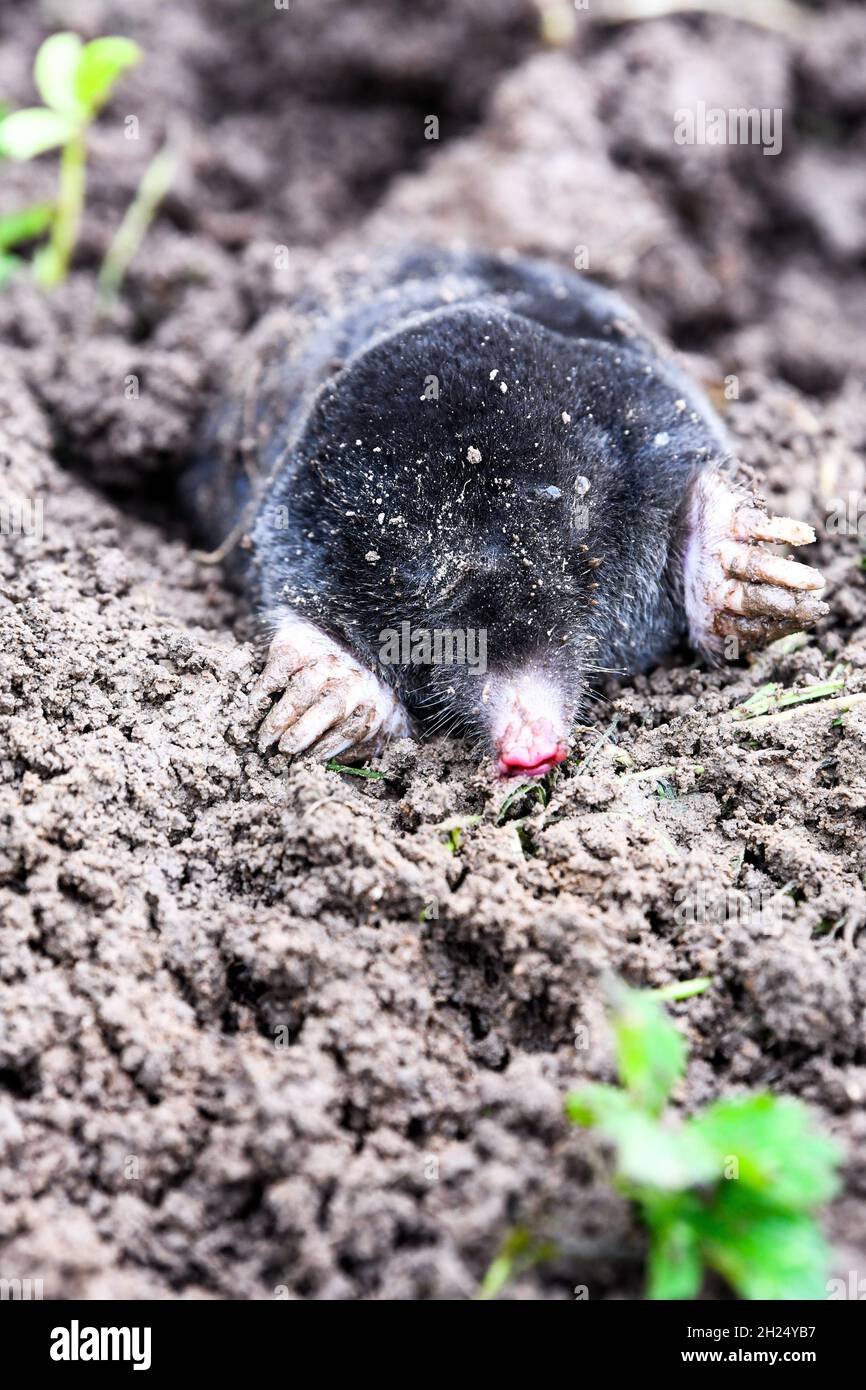 Mole emerging from its molehill Stock Photo - Alamy