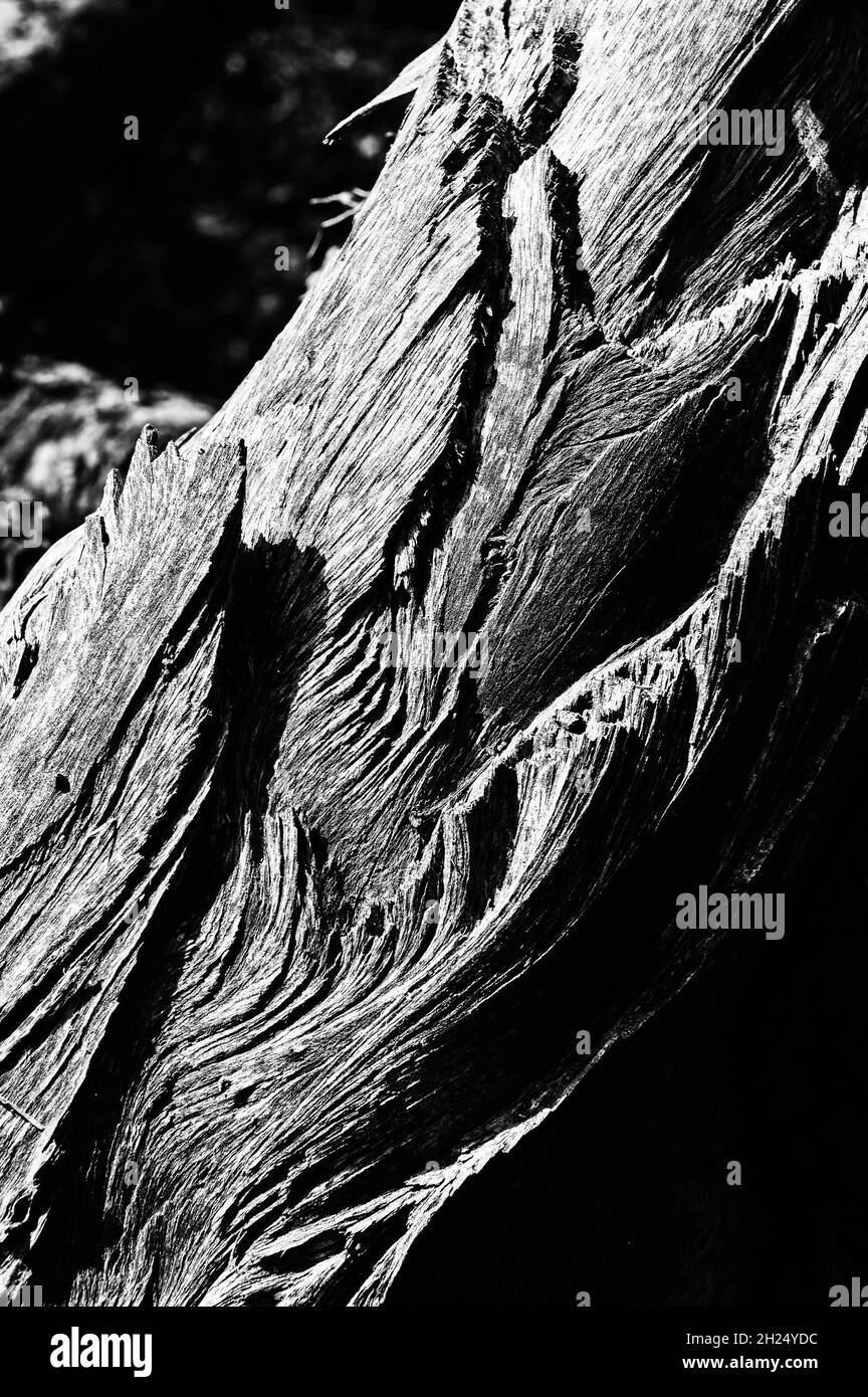 Black and white abstract tree trunk wood texture. Natural background ...
