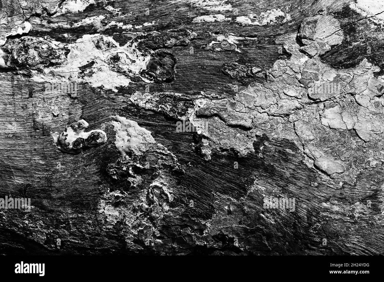 Black and white abstract tree trunk wood texture. Natural background ...