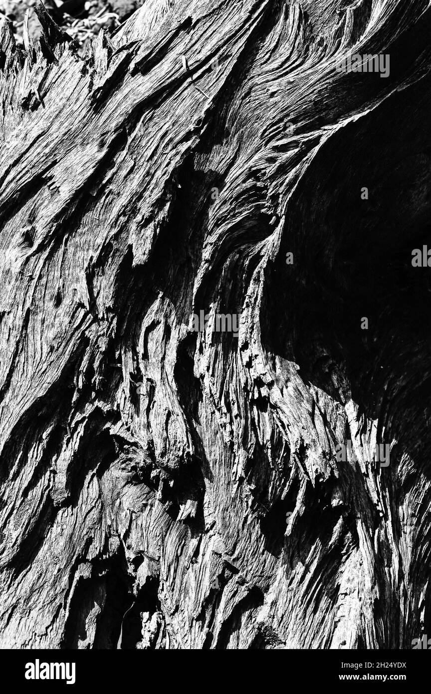 Black and white abstract tree trunk wood texture. Natural background ...