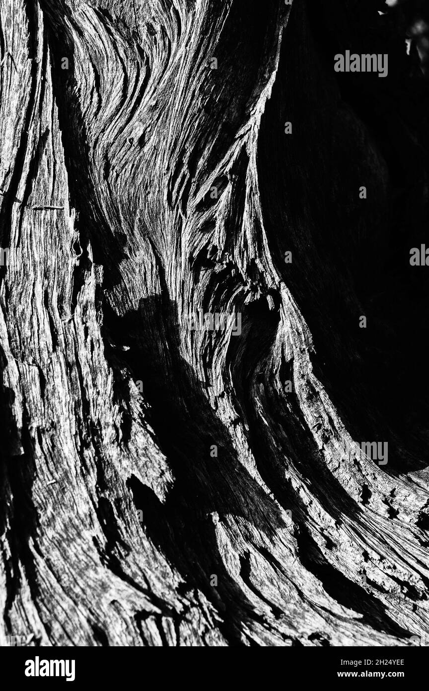 Black and white abstract tree trunk wood texture. Natural background ...